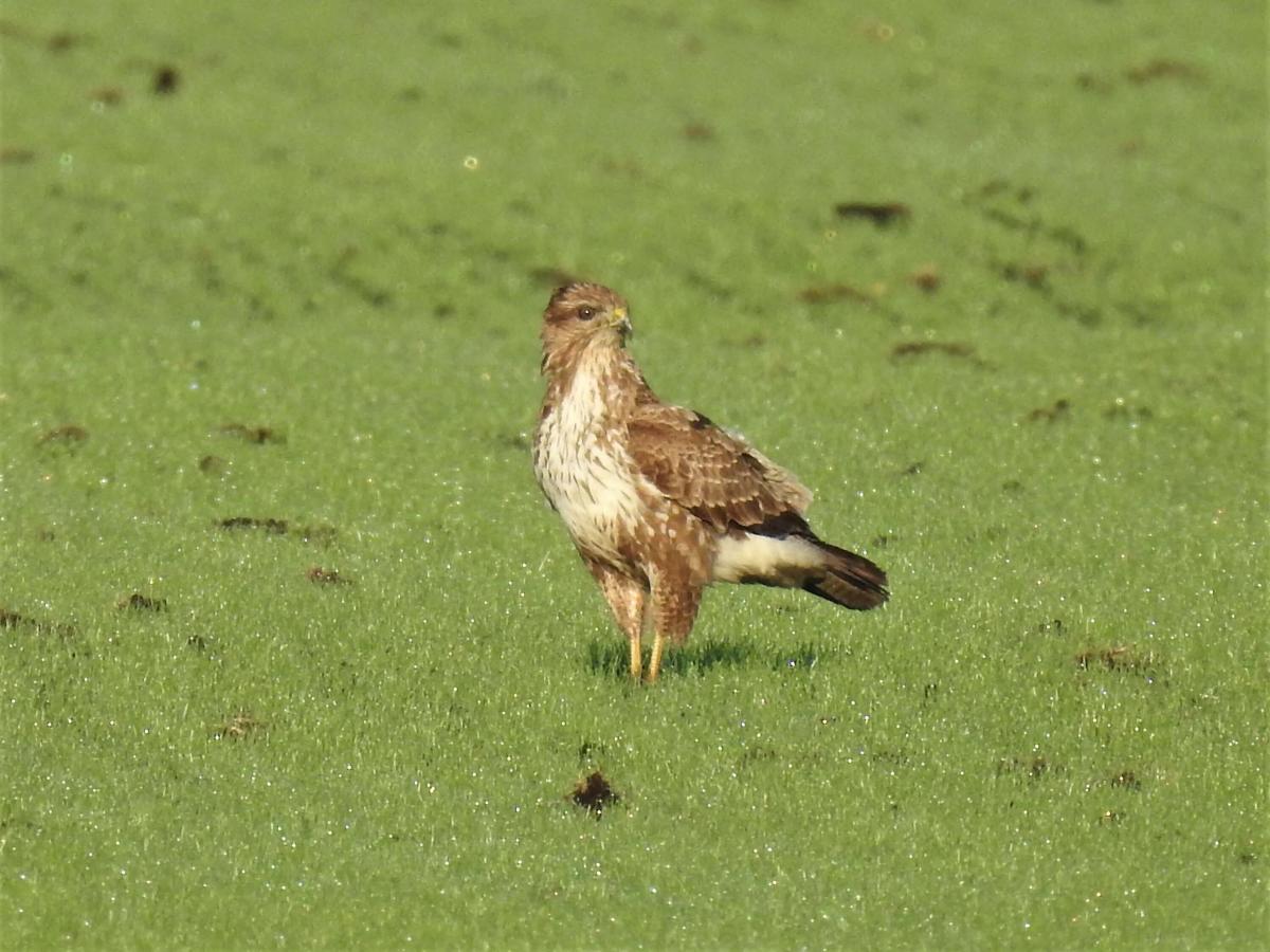 Buzzard on ground | Carbon Landscapes
