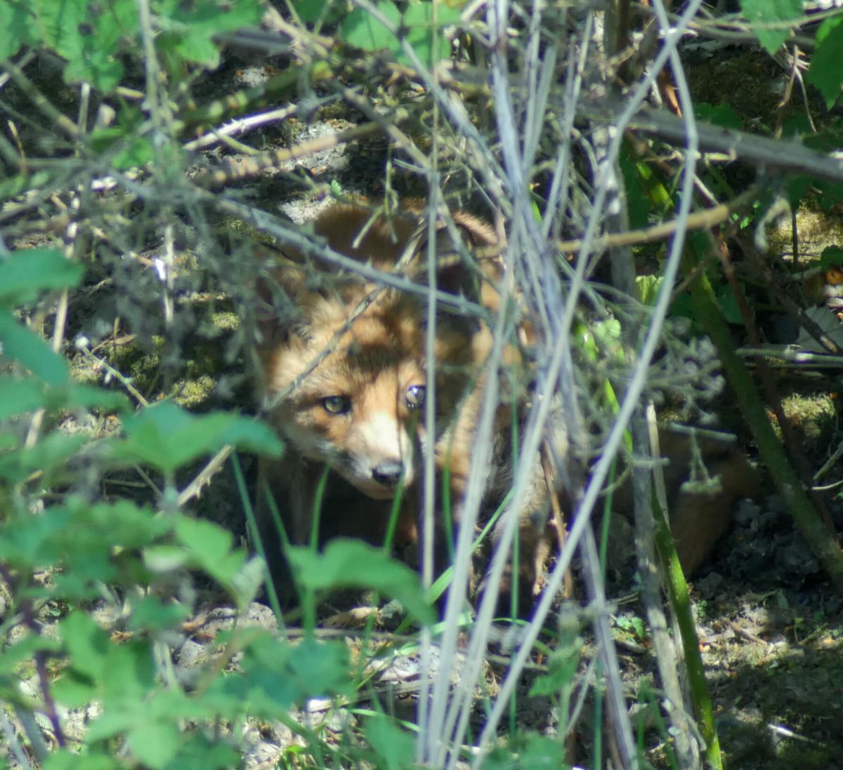 Fox Cub | Carbon Landscapes